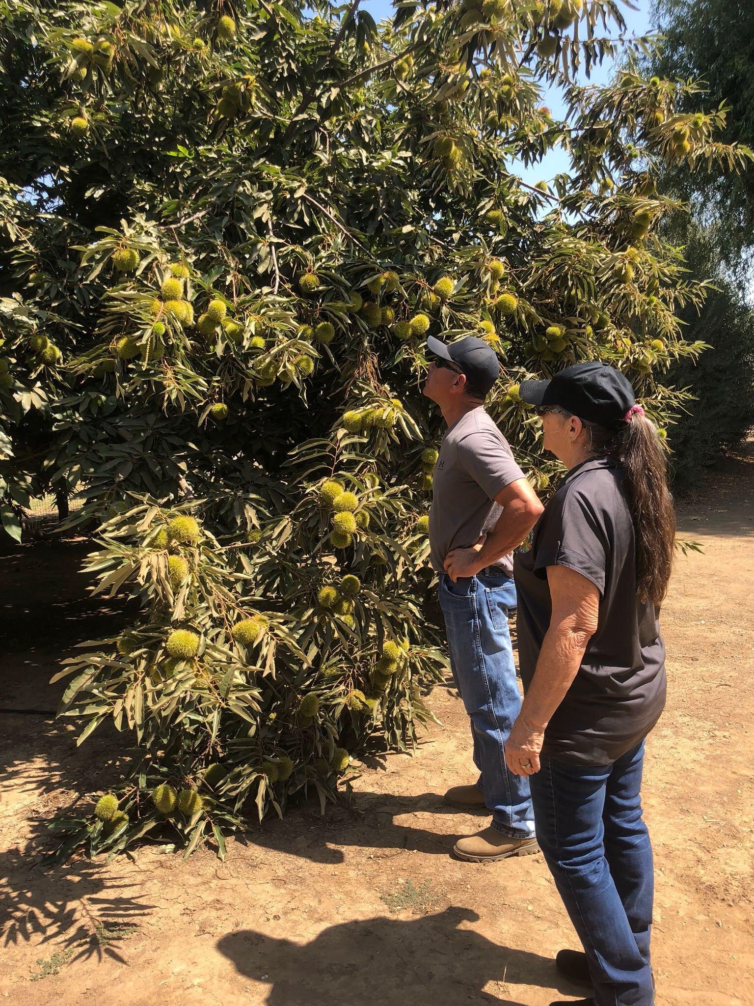 Harrison’s California Chestnuts | Buy Fresh, Sweet Chestnuts Online ...