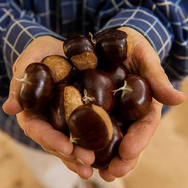 Harrison’s California Chestnuts | Buy Fresh, Sweet Chestnuts Online ...